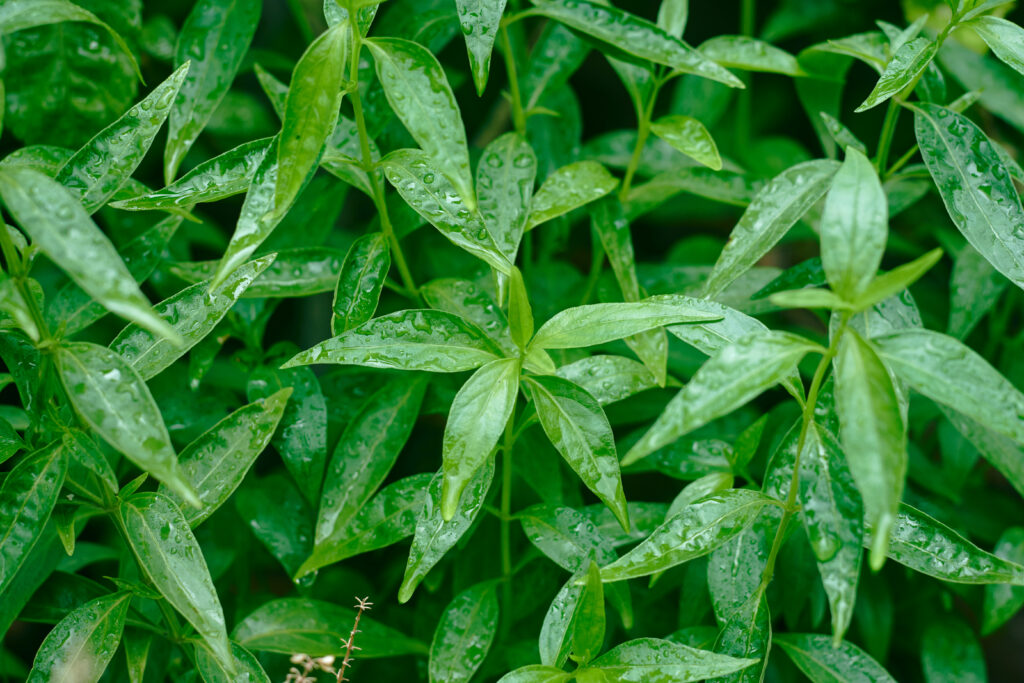 Kalmegh Andrographis paniculata